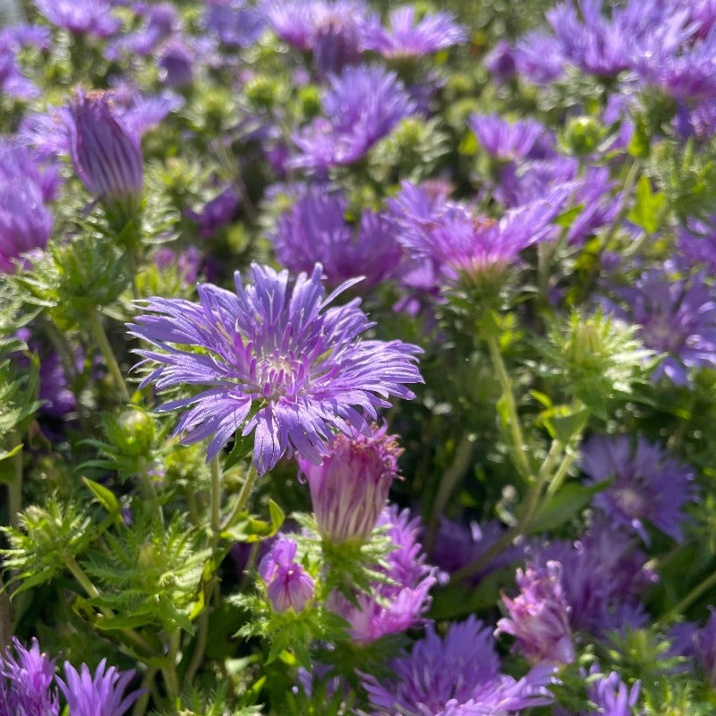STOKESIA PEACHIES PICK – Knippel Garden Centre