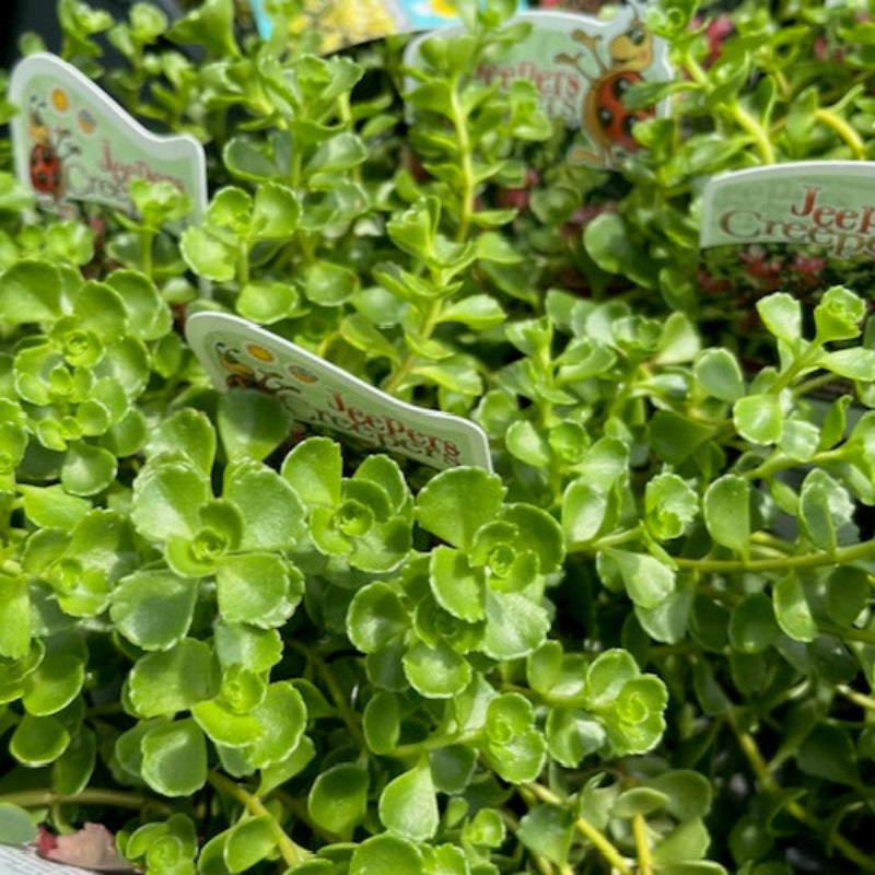 Sedum Spurium John Creech Knippel Garden Centre