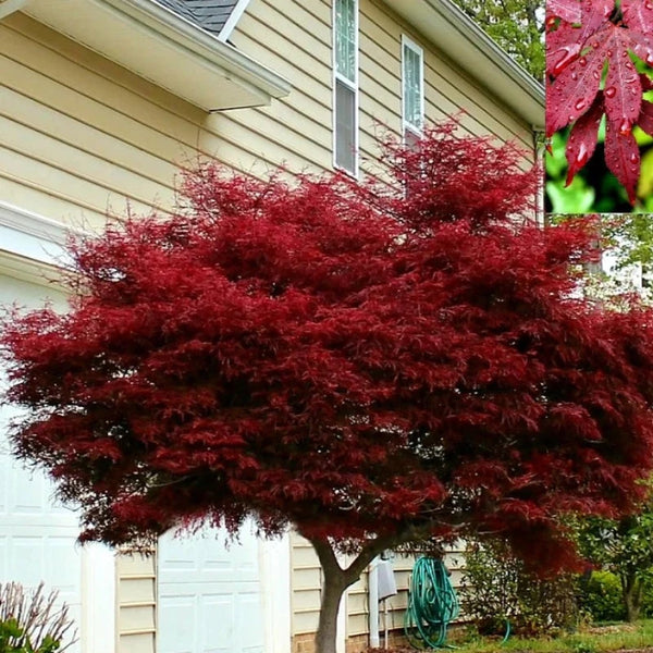 JAPANESE MAPLE EMPEROR ONE – Knippel Garden Centre