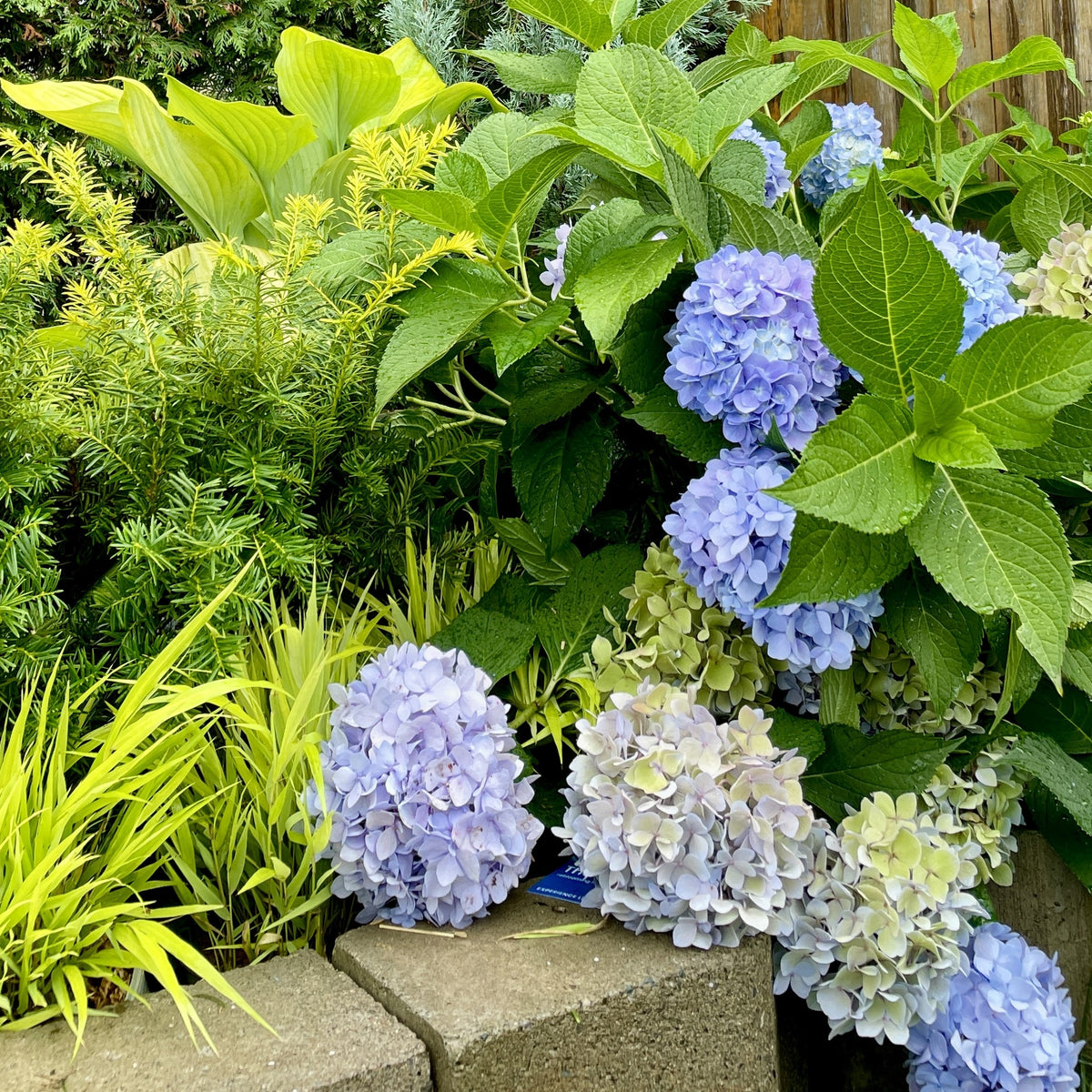 Create a Hydrangea Garden as Unique as You! – Knippel Garden Centre