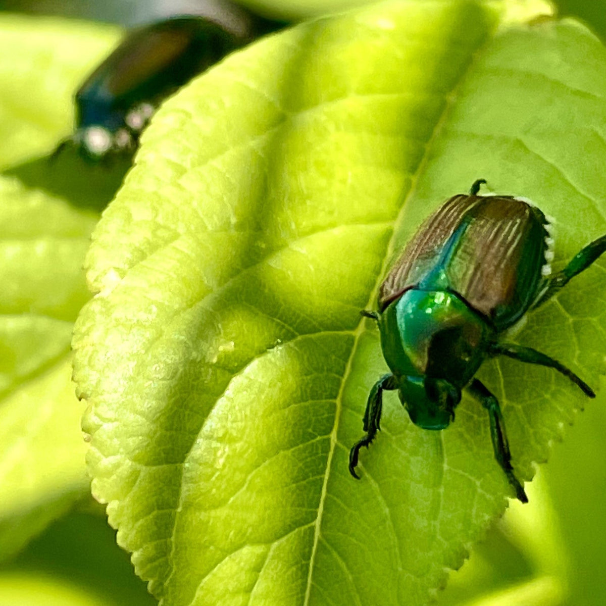 Bug Off! 5 Important Tips on Dealing with Japanese Beetles – Knippel ...
