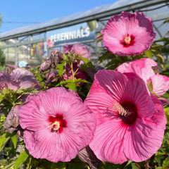 Our Products – Knippel Garden Centre