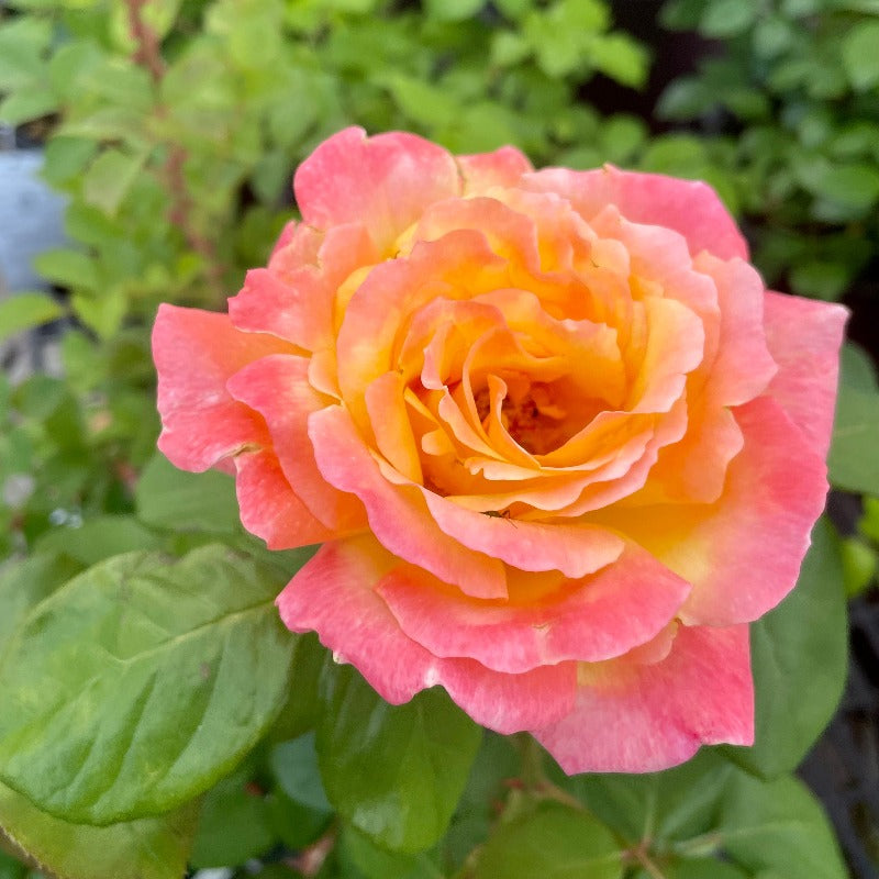 Grandiflora Roses – Knippel Garden Centre