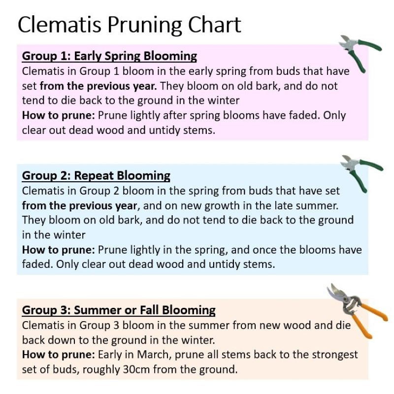 Pruning Group 2 Clematis – Knippel Garden Centre