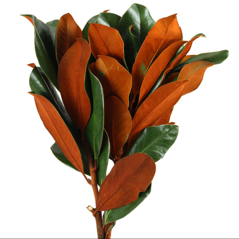 MAGNOLIA TIPS – Knippel Garden Centre