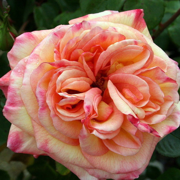ROSE GRANDIFLORA GLOWING PEACE – Knippel Garden Centre