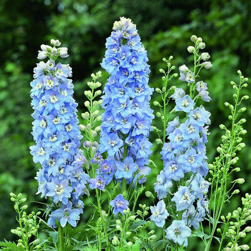 DELPHINIUM SKY BLUE/WHITE BEE – Knippel Garden Centre