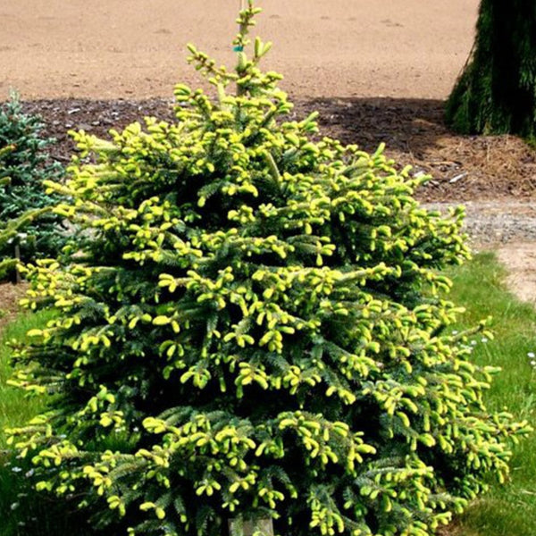 Evergreen Trees – Knippel Garden Centre