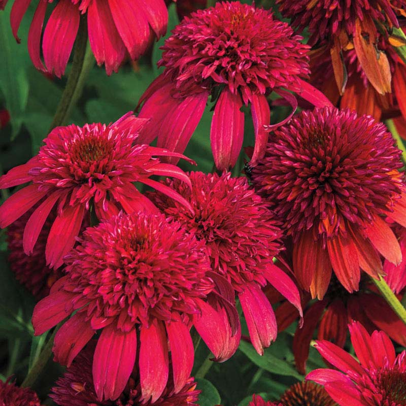 ECHINACEA DOUBLE SCOOP CRANBERRY – Knippel Garden Centre