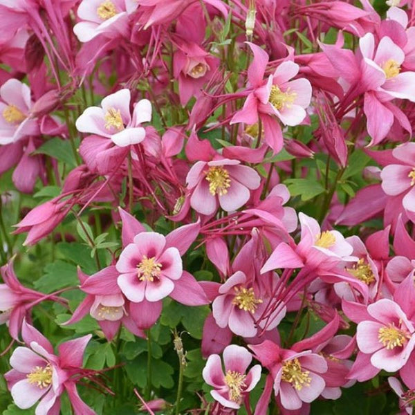 View Early Spring Flowering Perennials – Knippel Garden Centre