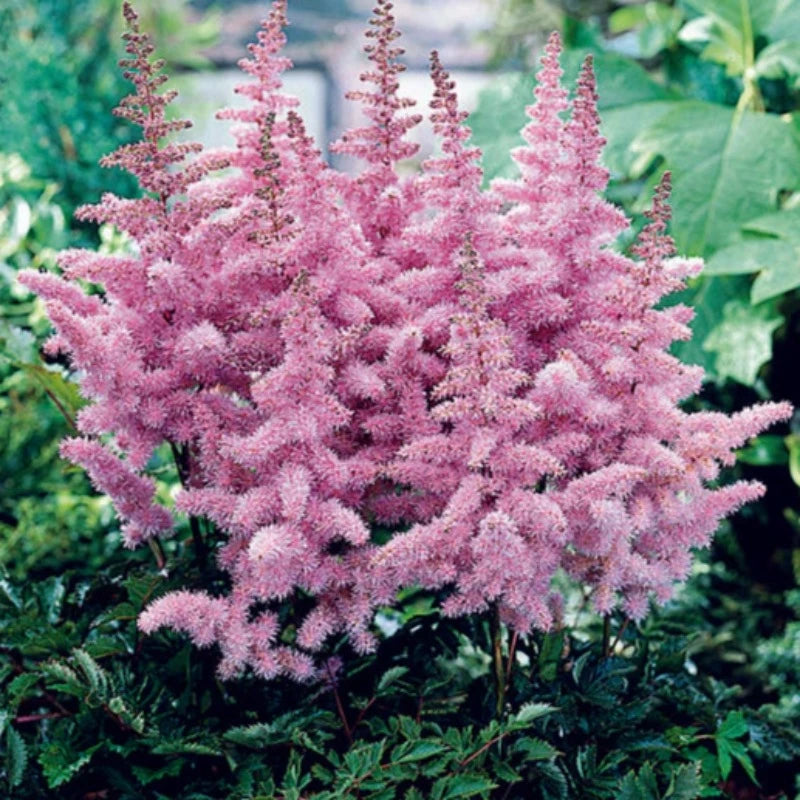 ASTILBE ICE CREAM – Knippel Garden Centre