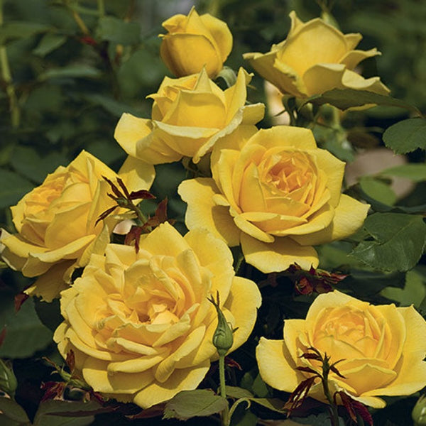 ROSE GRANDIFLORA CH-CHING – Knippel Garden Centre