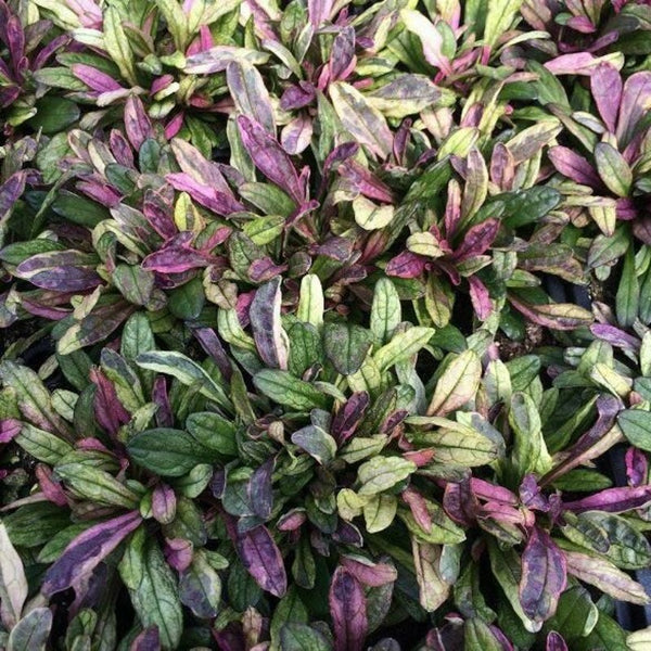 AJUGA DIXIE CHIP – Knippel Garden Centre