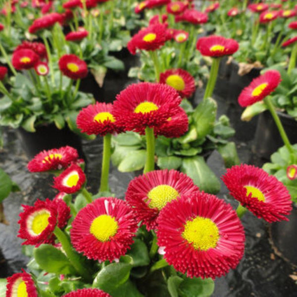 BELLIS SPEEDSTAR RED – Knippel Garden Centre