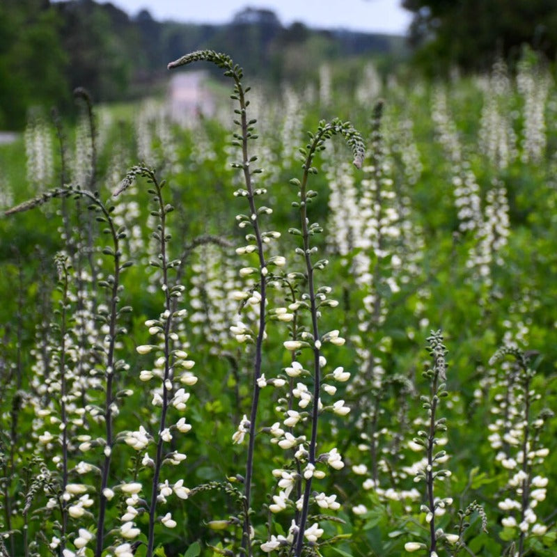 BAPTISIA ALBA – Knippel Garden Centre