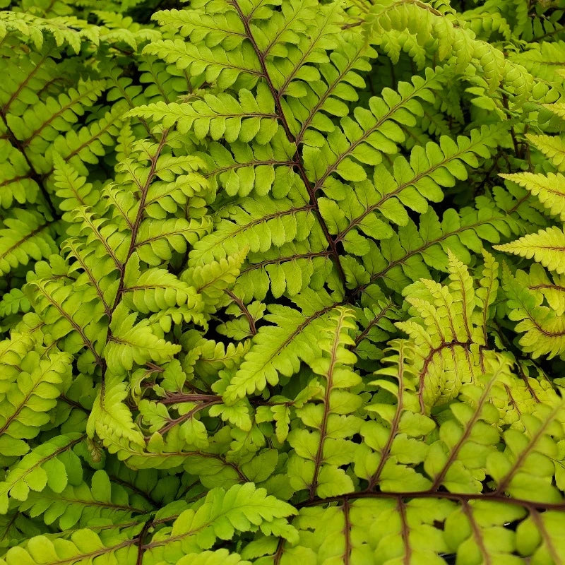 ATHYRIUM LIMELIGHT LADY – Knippel Garden Centre