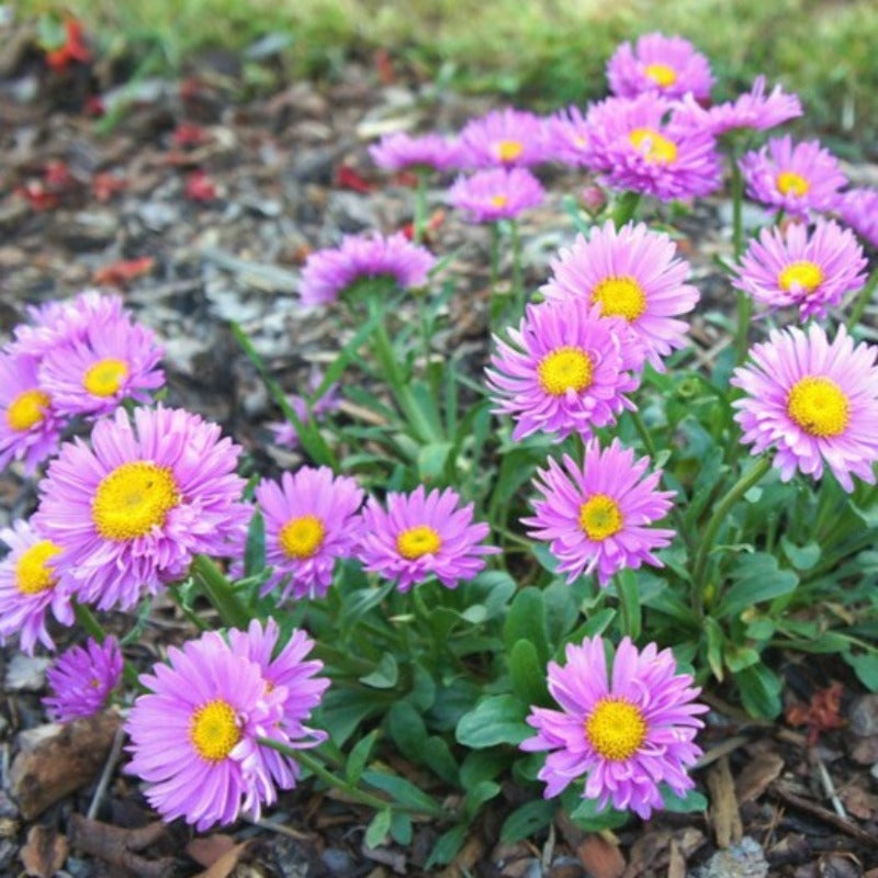 ASTER ALPINUS HAPPY END – Knippel Garden Centre