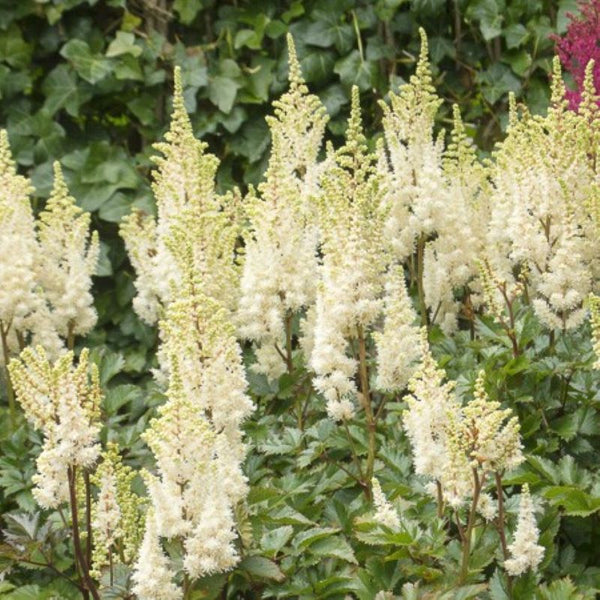 Shade-Tolerant Perennials – Knippel Garden Centre