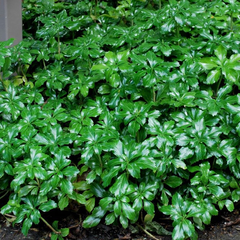 PACHYSANDRA TERMINALIS – Knippel Garden Centre