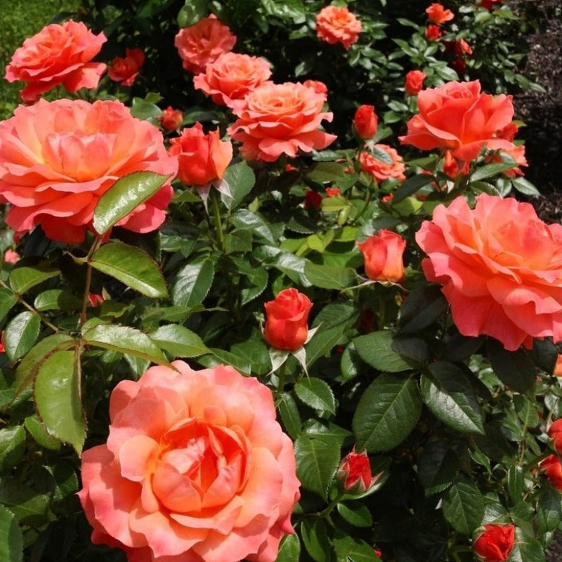 ROSE FLORIBUNDA LIVIN' EASY – Knippel Garden Centre