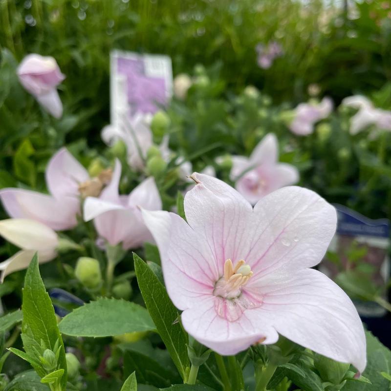 PLATYCODON ASTRA PINK – Knippel Garden Centre