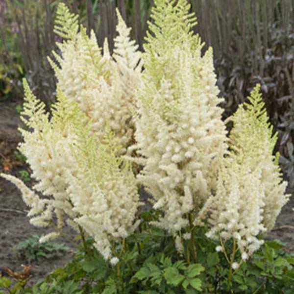 ASTILBE IVORY PEARLS – Knippel Garden Centre