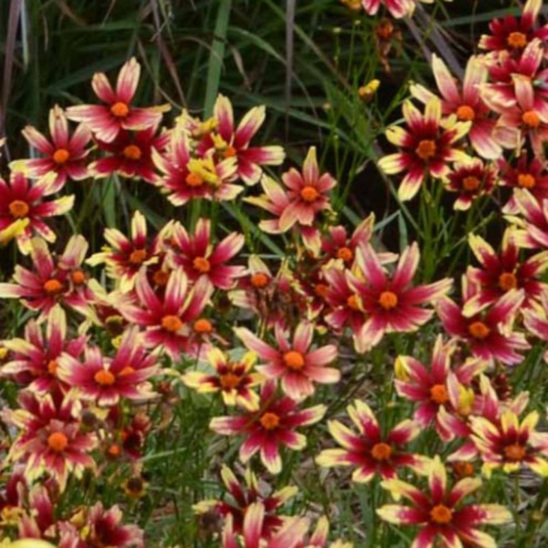 COREOPSIS RED CHIFFON – Knippel Garden Centre
