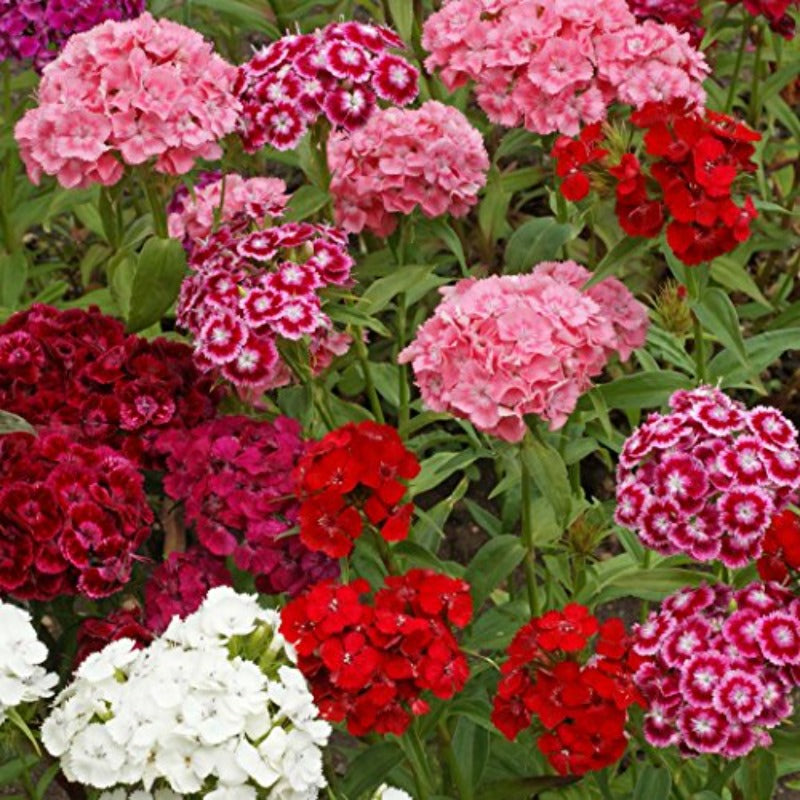 DIANTHUS DWARF DOUBLE MIX – Knippel Garden Centre