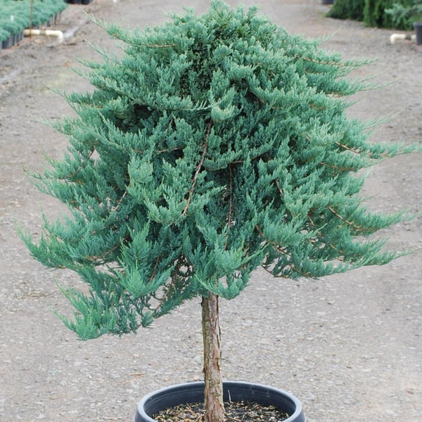 Standard and Ornamental Trees – Knippel Garden Centre