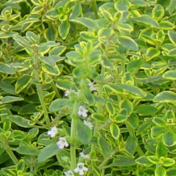 THYMUS GOLDEN LEMON – Knippel Garden Centre