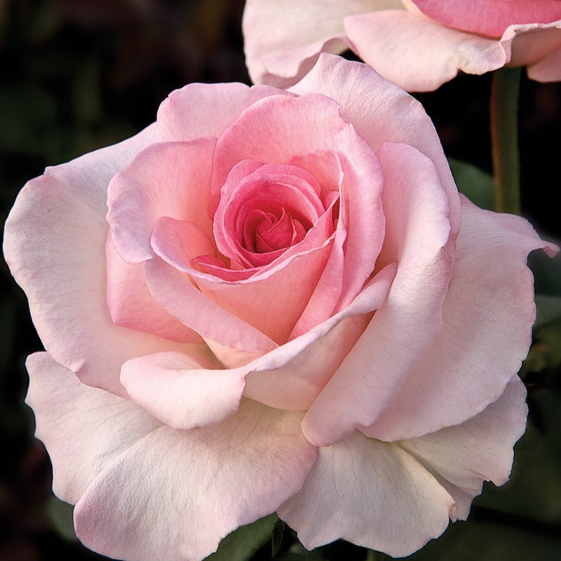 ROSE HYBRID TEA PINK PROMISE – Knippel Garden Centre