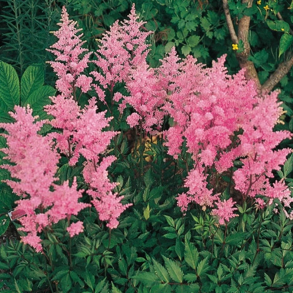 Spring-Summer Flowering Perennials – Knippel Garden Centre