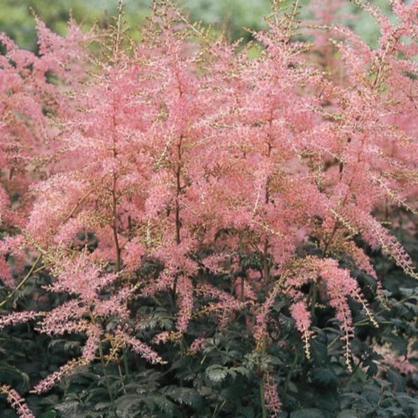 Spring-Summer Flowering Perennials – Knippel Garden Centre