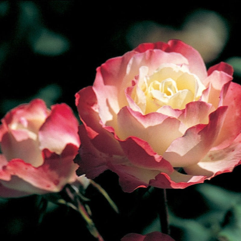 ROSE GRANDIFLORA DELANY SISTERS – Knippel Garden Centre
