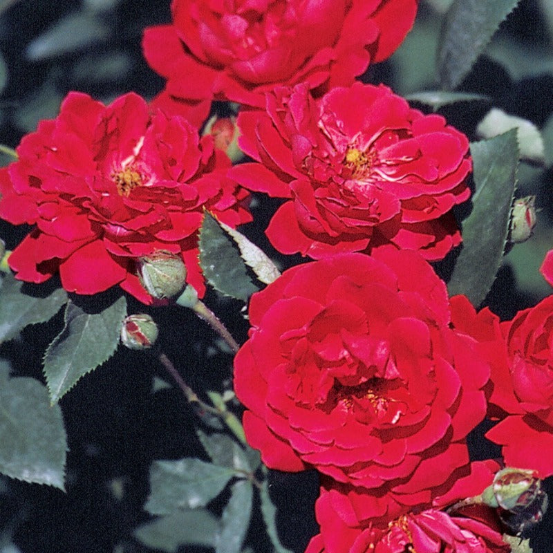 ROSE CLIMBING IMPROVED BLAZE – Knippel Garden Centre