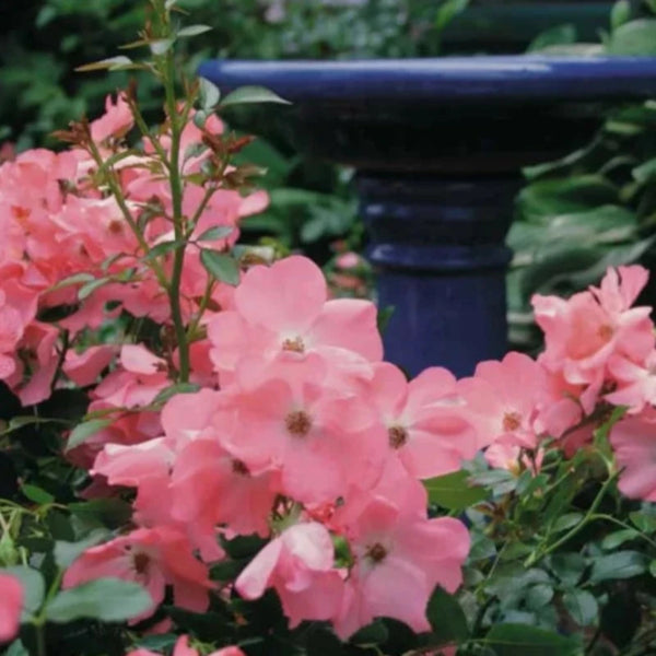 View Roses – Knippel Garden Centre