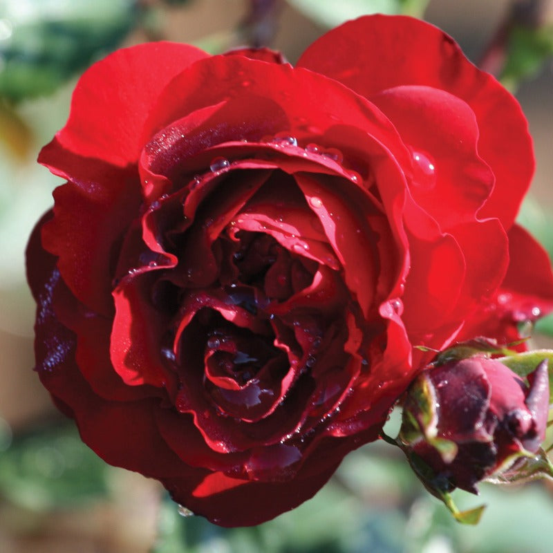 ROSE EXPLORER AC NAVY LADY – Knippel Garden Centre