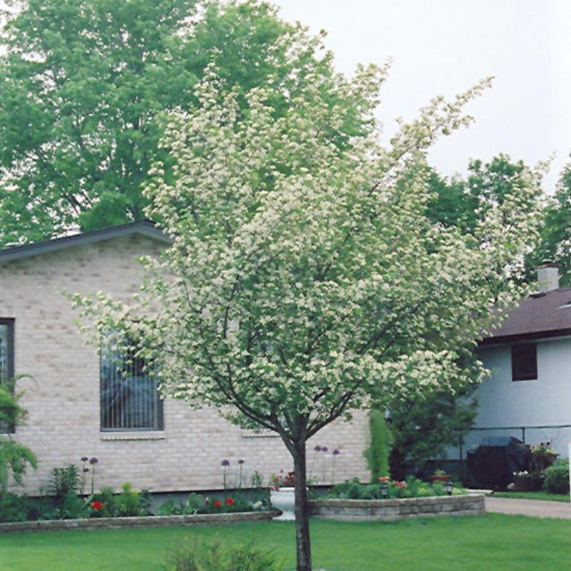 HAWTHORN SNOWBIRD – Knippel Garden Centre