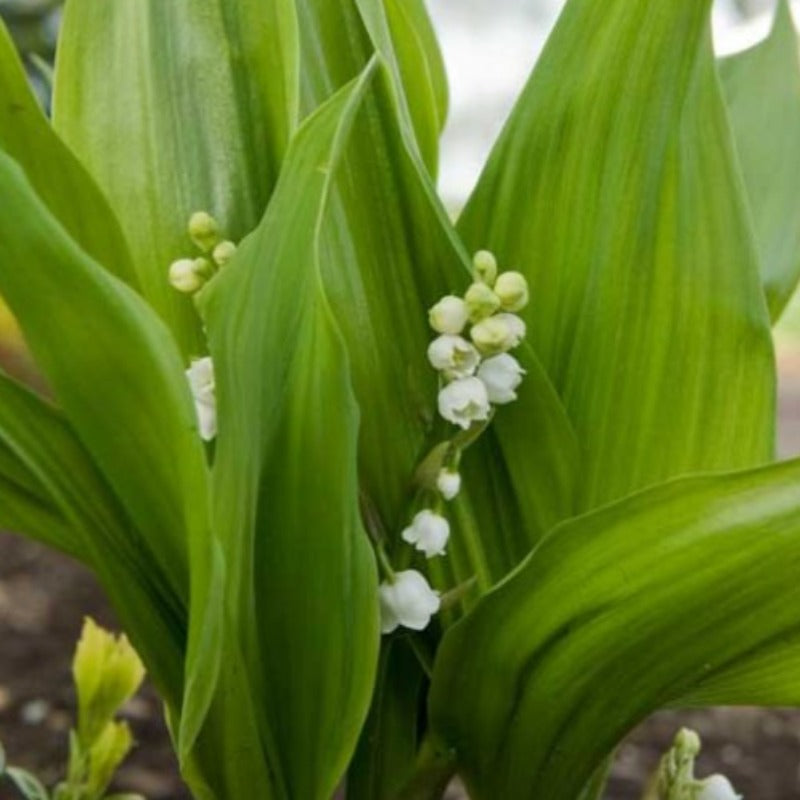 CONVALLARIA BORDEAUX – Knippel Garden Centre