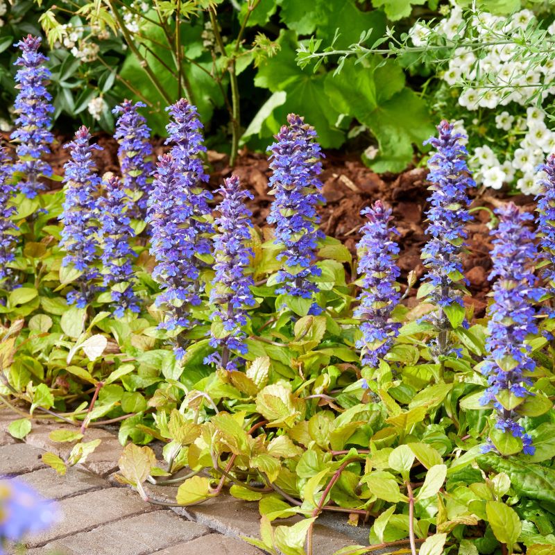 AJUGA TROPICAL TOUCAN – Knippel Garden Centre