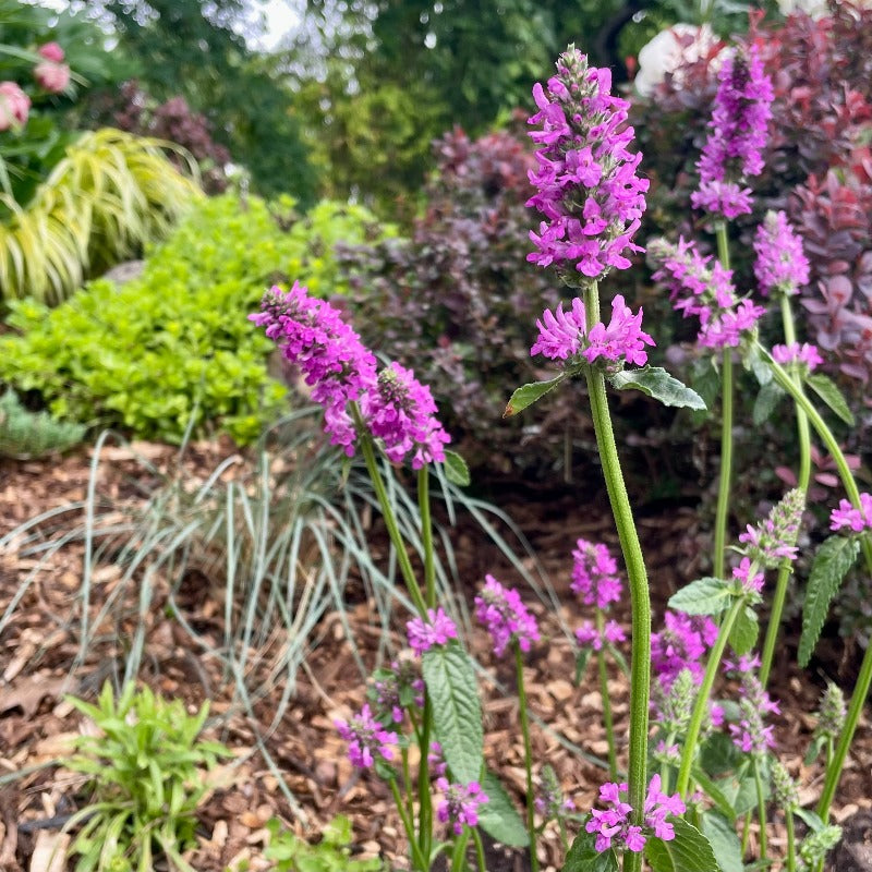 STACHYS MONIERI HUMMELO – Knippel Garden Centre