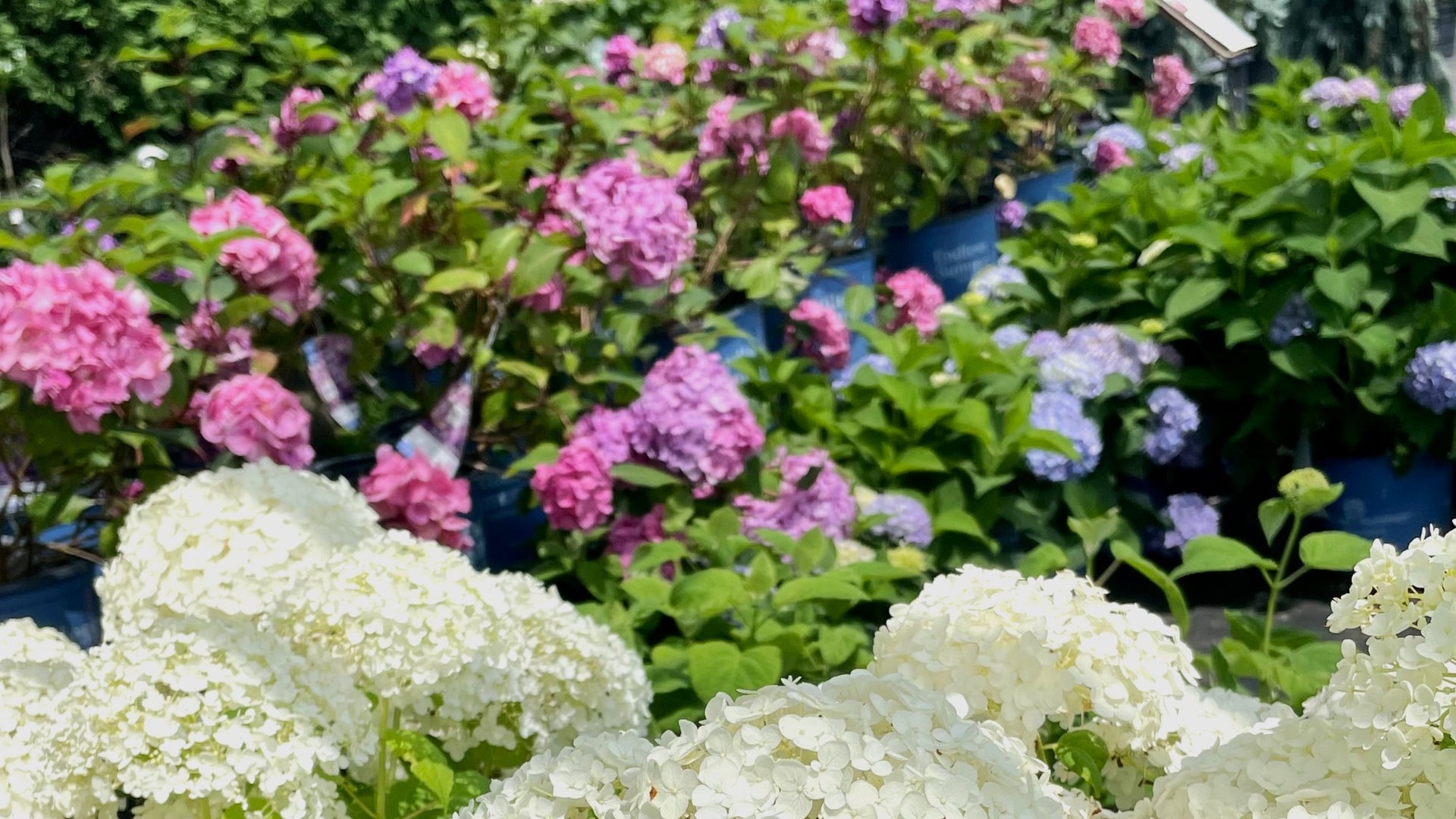 Peter Knippel Nursery - Welcome to Peter Knippel Garden Centre, Ottawa