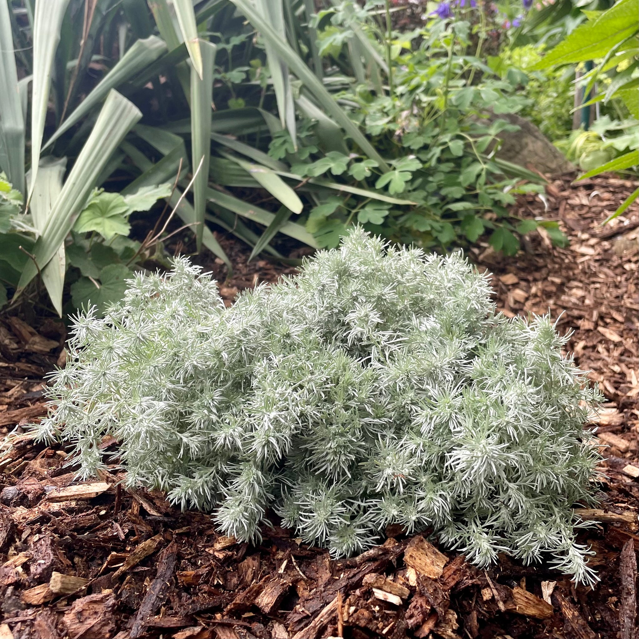 ARTEMISIA SILVER MOUND – Knippel Garden Centre