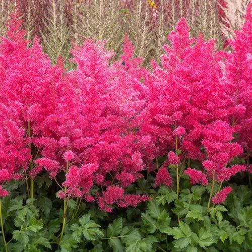 ASTILBE HEAVY METAL – Knippel Garden Centre