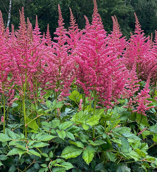 ASTILBE CORAL ISLAND – Knippel Garden Centre