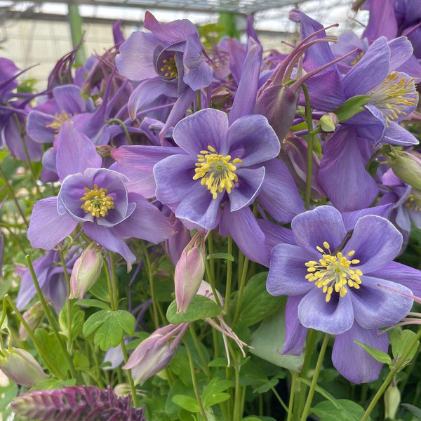 View Early Spring Flowering Perennials – Knippel Garden Centre