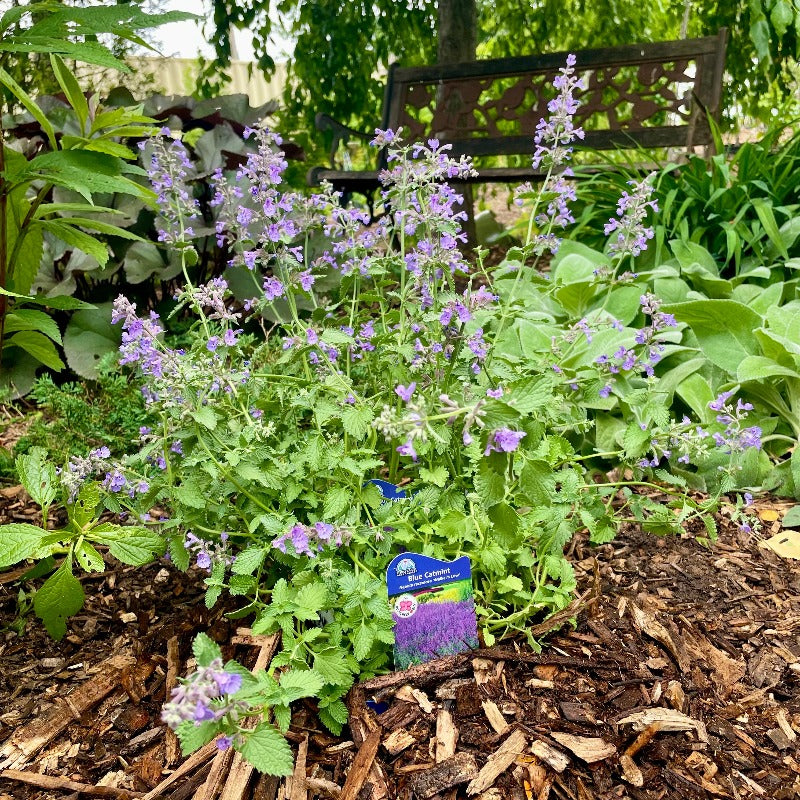 NEPETA WALKERS LOW – Knippel Garden Centre