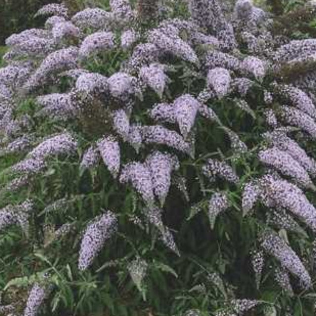 BUDDLEIA GRAND CASCADE – Knippel Garden Centre