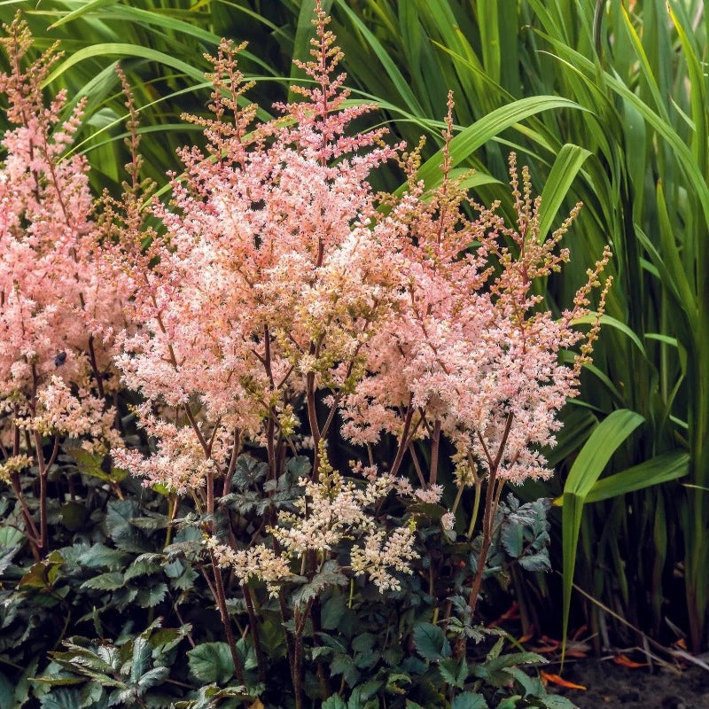 ASTILBE SPOTLIGHT – Knippel Garden Centre