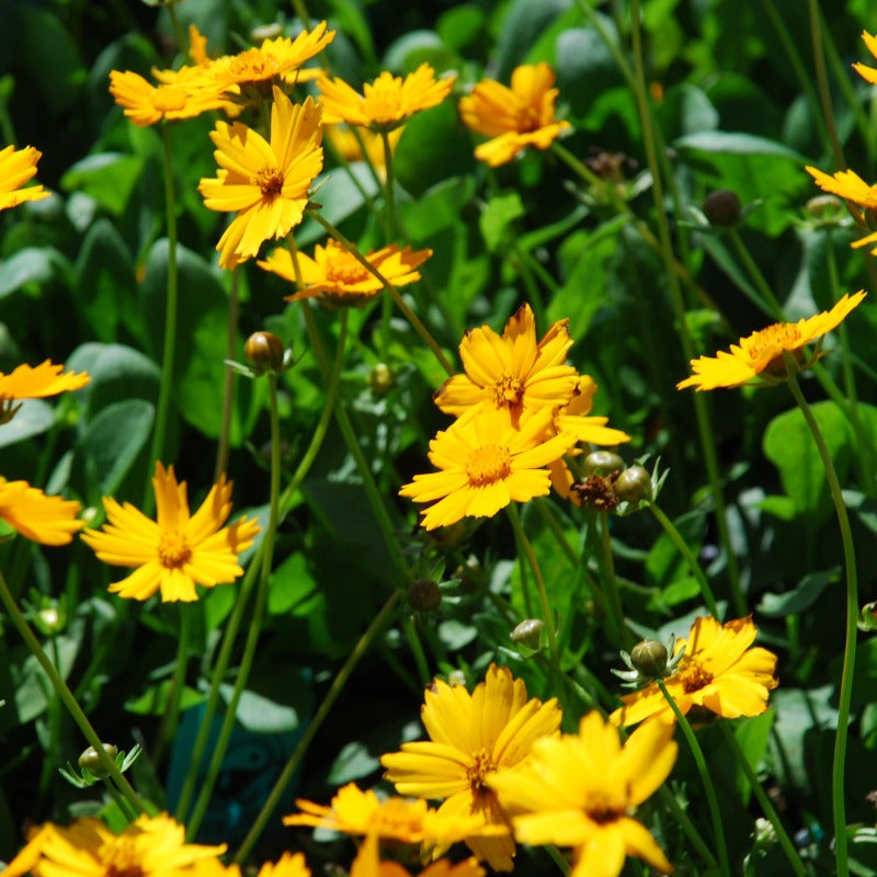 COREOPSIS AURICULATA NANA – Knippel Garden Centre